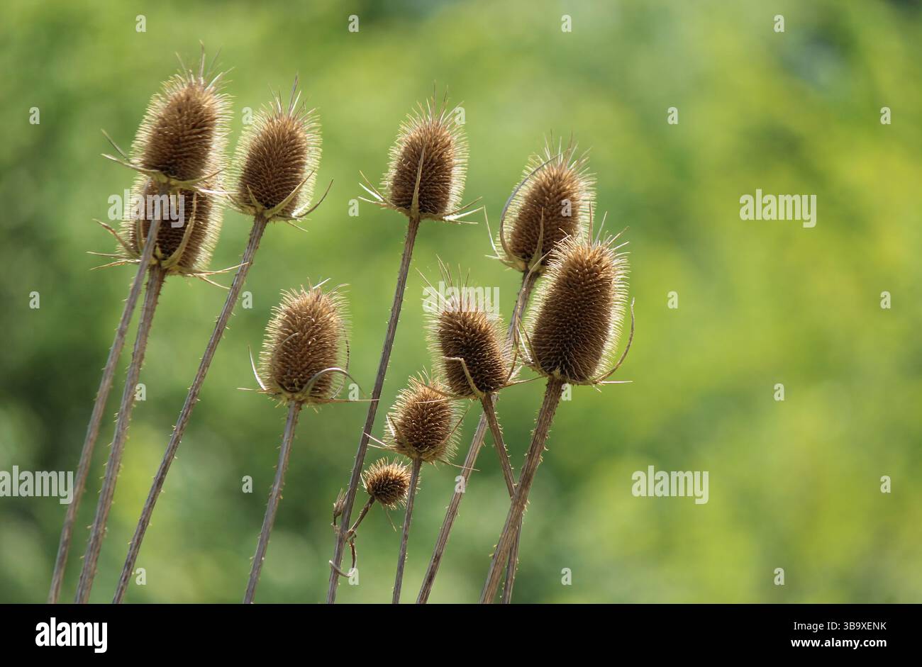 Wild teasel plant (Dipsacus sylvestris Stock Photo - Alamy