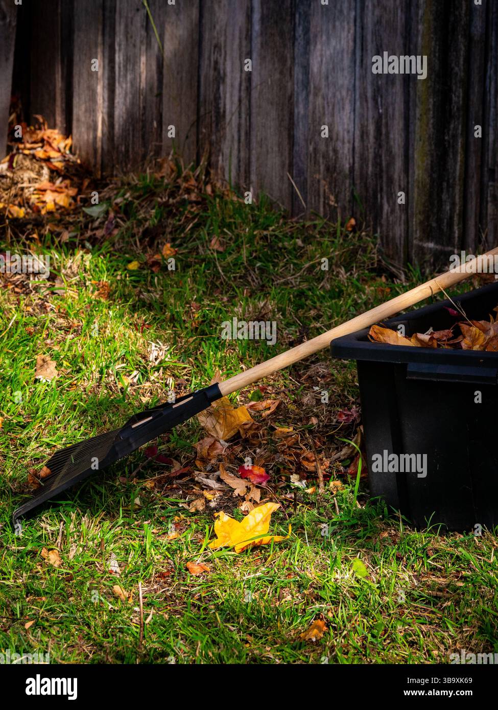 Leaf pile next to a rake and a plastic bin, autumn cleanup Stock Photo ...