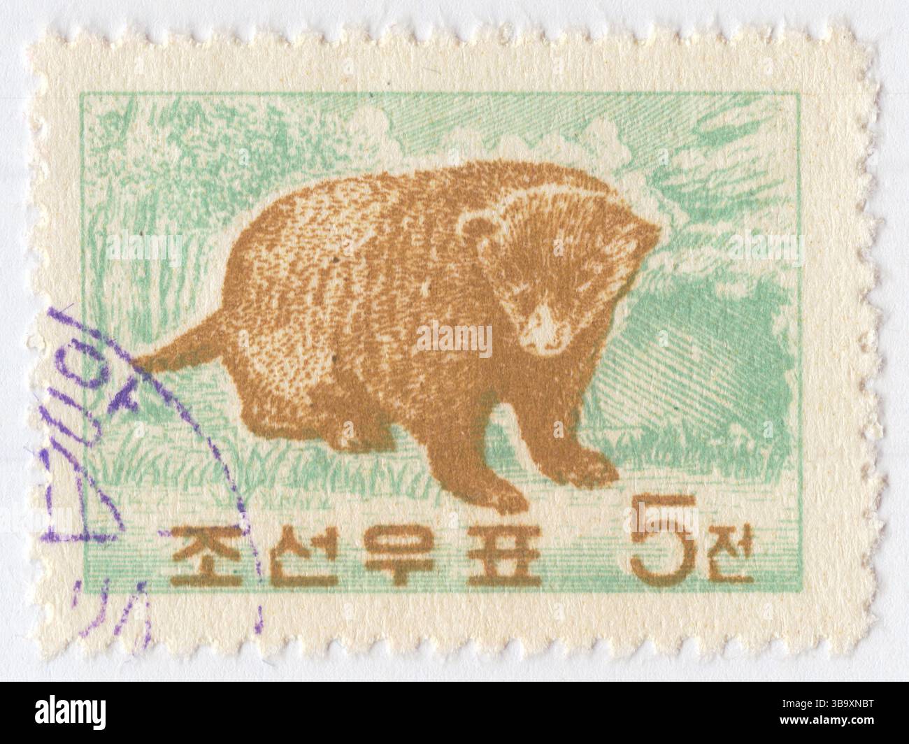 Caniform hi-res stock photography and images - Alamy