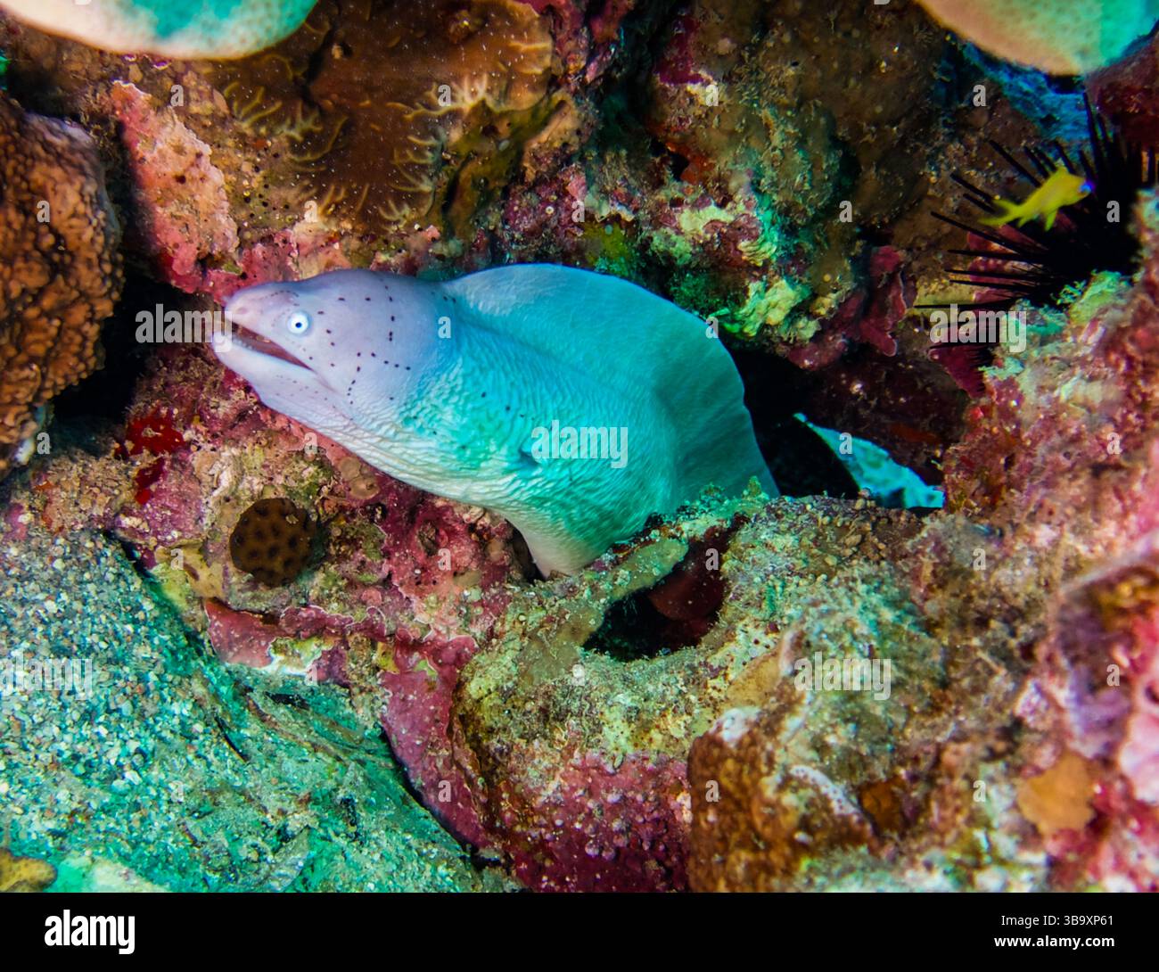 False brown moray hi-res stock photography and images - Alamy