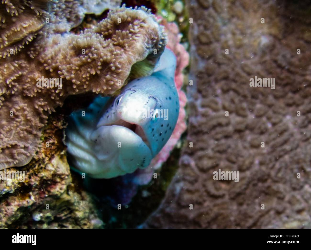 False brown moray hi-res stock photography and images - Alamy