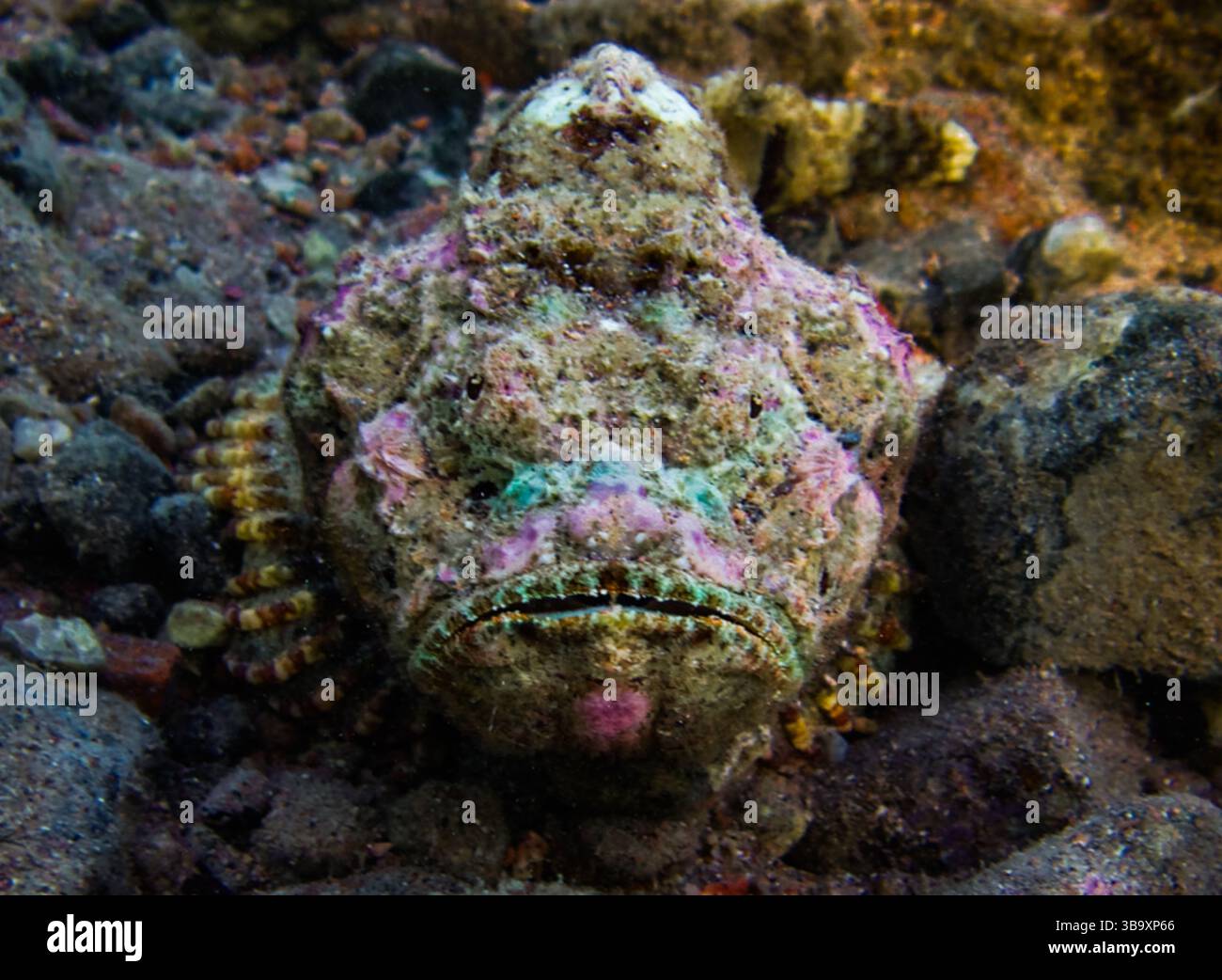 Reef stonefish from Aqaba, Red Sea Stock Photo - Alamy