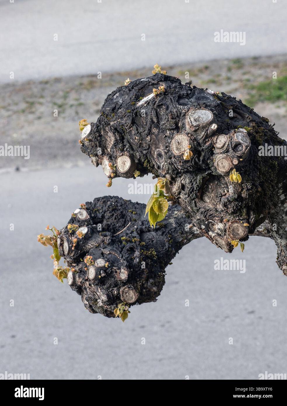 Pruned tea plant hi-res stock photography and images - Alamy