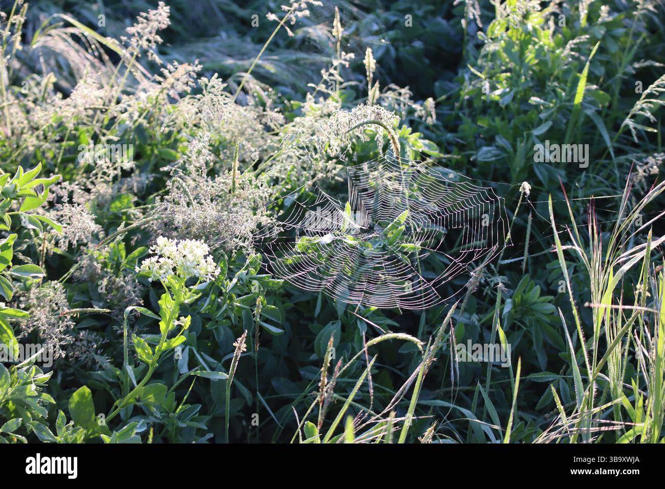 the Funnel spider's web looks like a Trampoline Stock Photo - Alamy