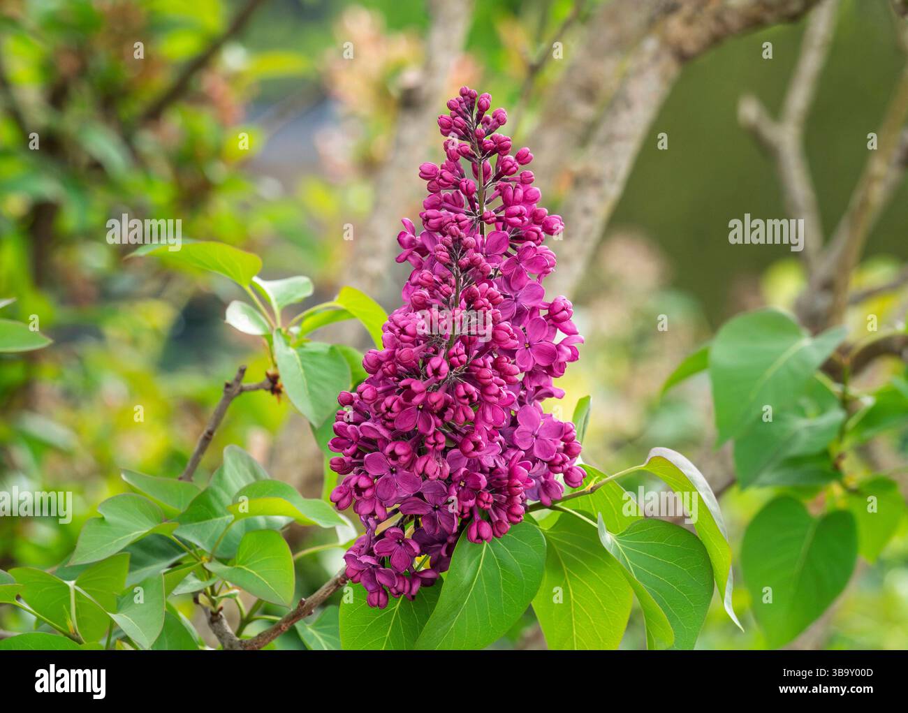 Blühender Flieder im Frühling Syringa vulgaris, Fliederstrauch ...