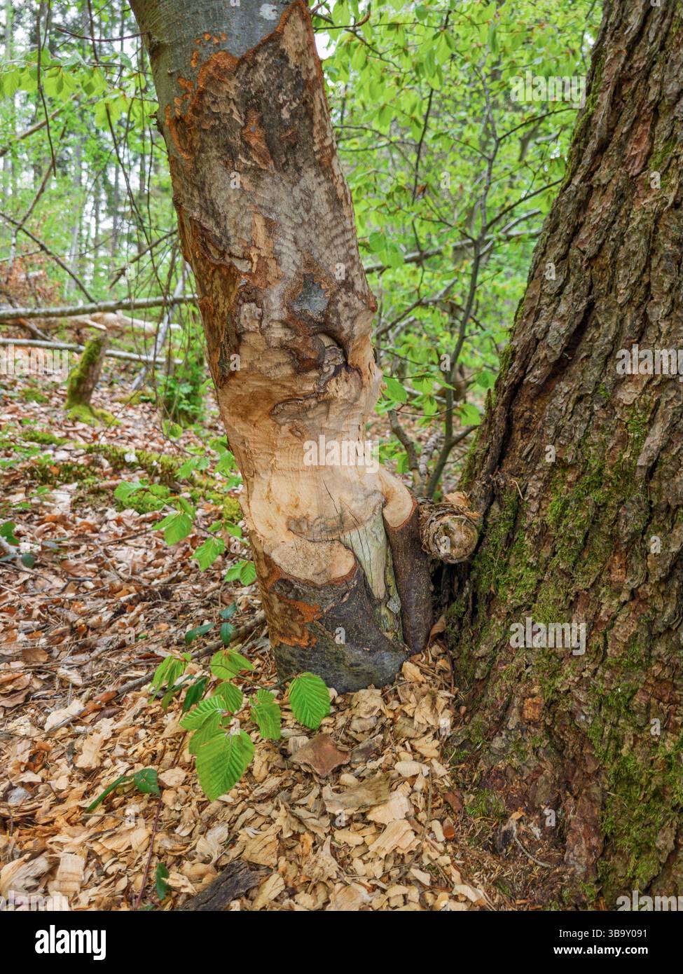A tree trunk in the forest bitten by a beaver (Castor fiber), beaver ...