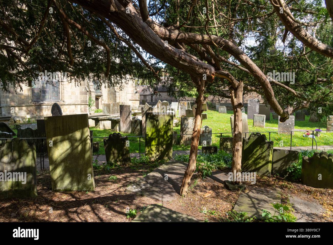The Darley Yew an ancient tree in the churchyard of St Helen's church ...