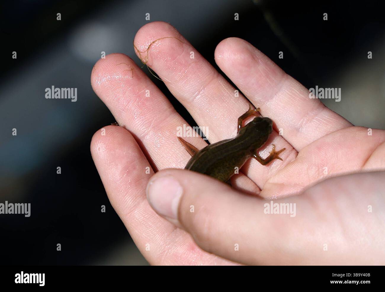 Natur 10.05.2025, Backleben, Molch auf einer Hand Amphibienart ...