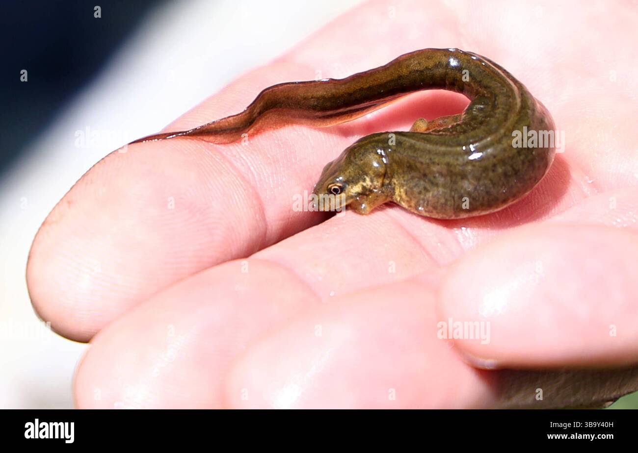 Natur 10.05.2025, Backleben, Molch auf einer Hand Amphibienart / Schwanzlurche Caudata oder ...