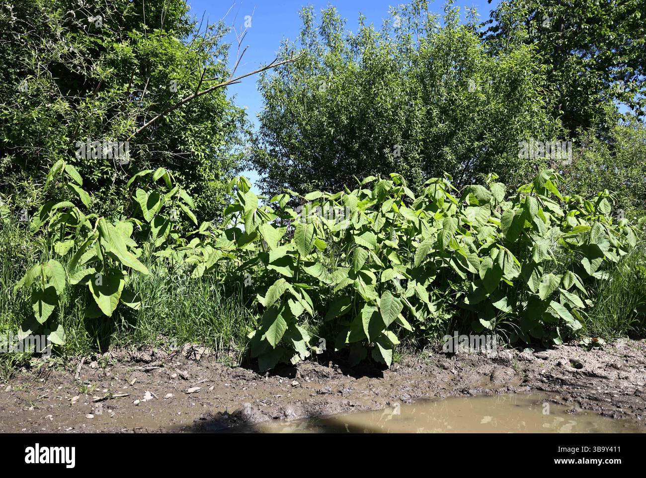 Invasiv 10.05.2025, Ostramondra, invasive Bambusart am Rand eines ...