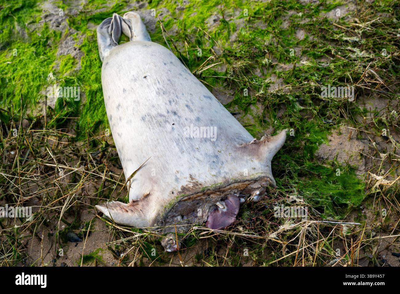 Headless body of a grey seal Stock Photo - Alamy