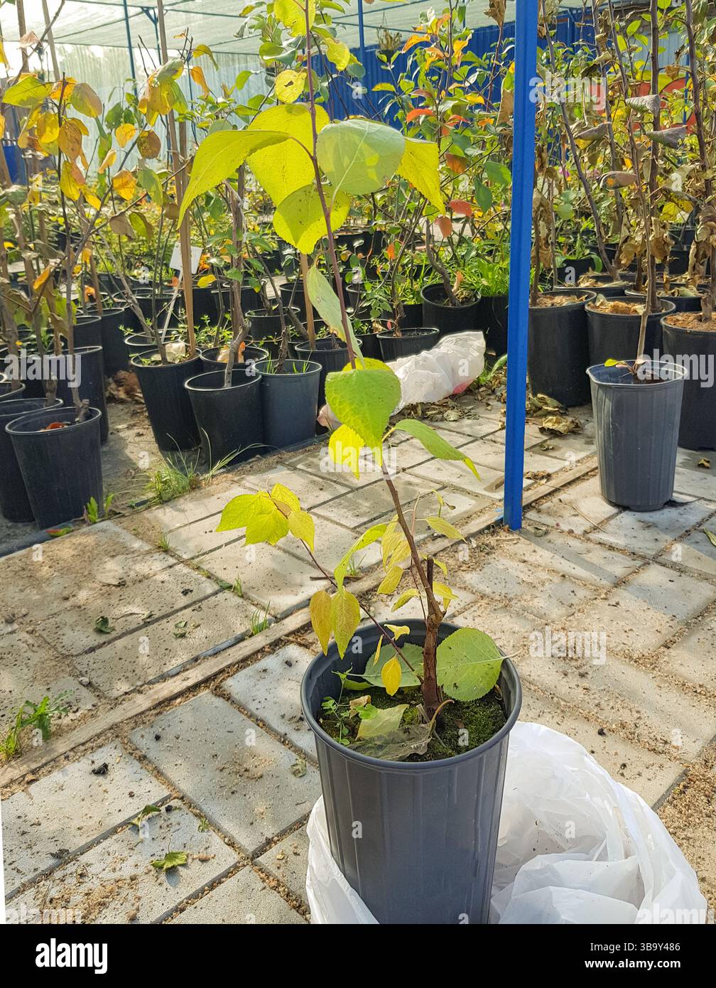 Fruit tree seedlings in plastic pots in nursery, spring planting in ...