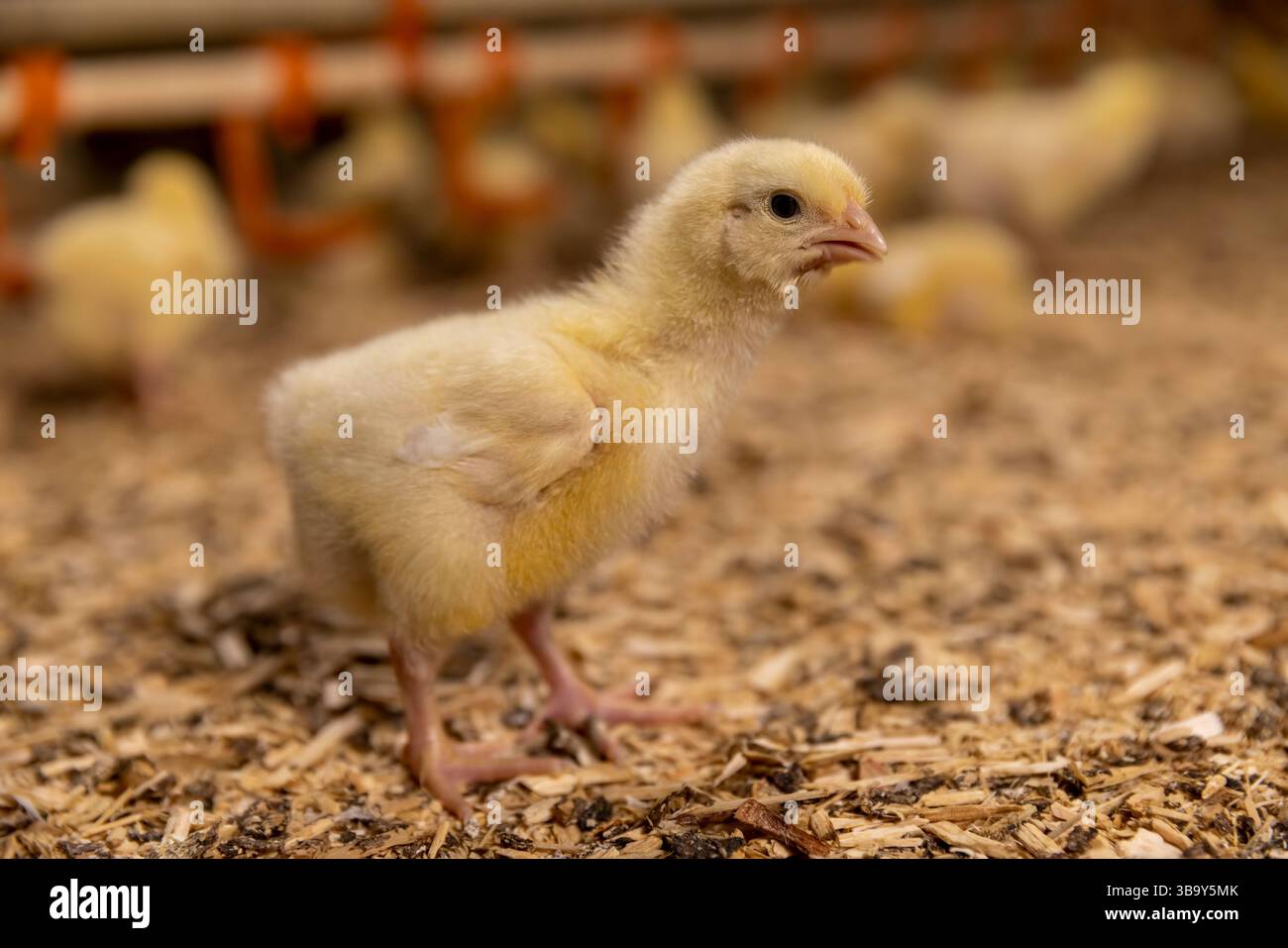 one newly hatched broiler chicken at a poultry farm, a large room where ...