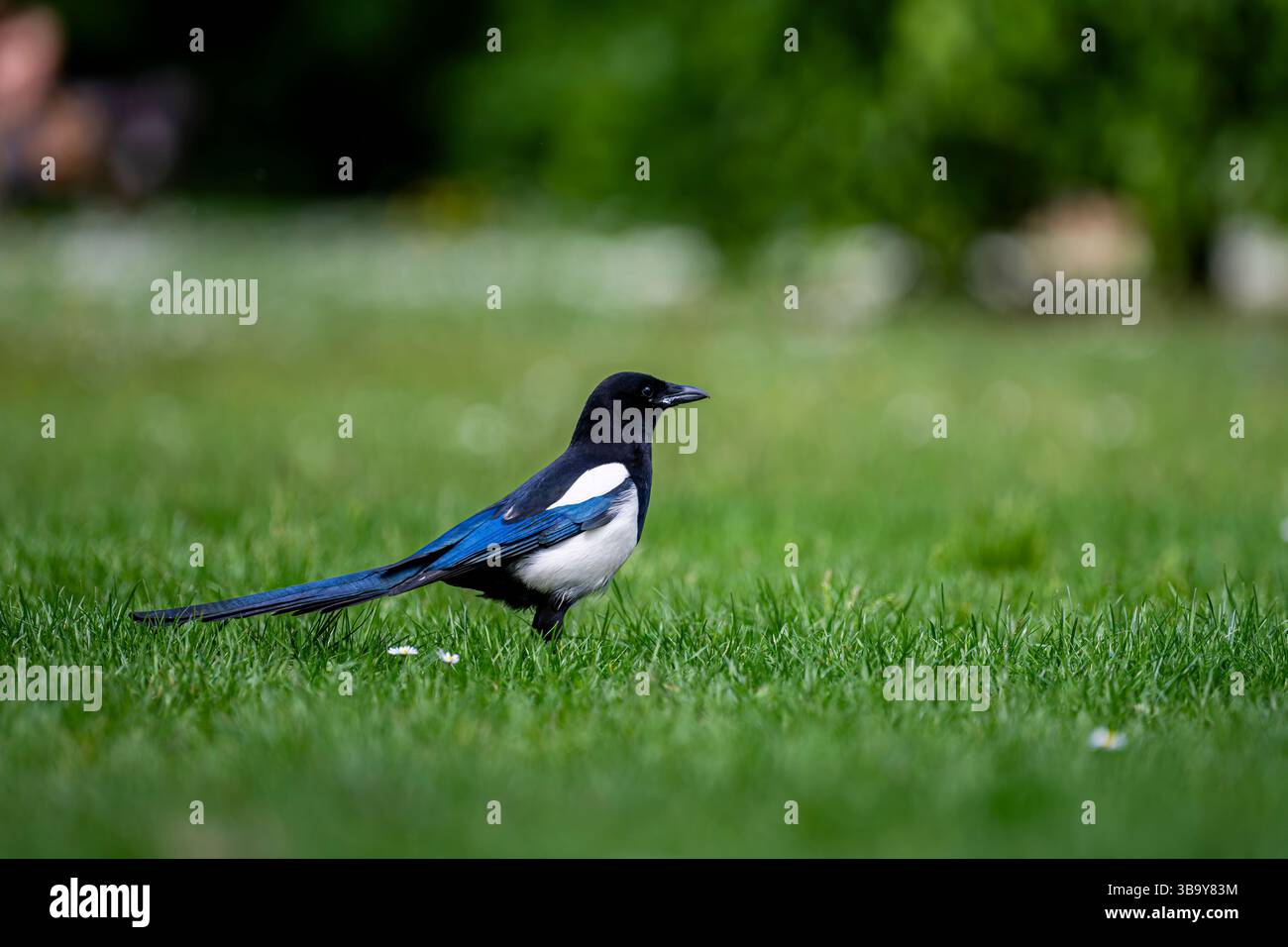 Eurasian Magpie, Pica pica. Popular bird of European cities Stock Photo ...