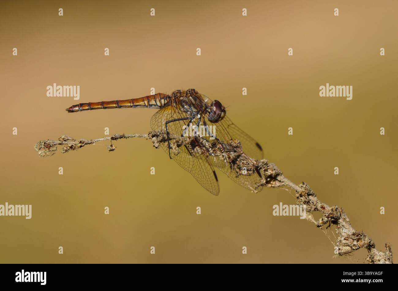 Macro photography of a dragonfly in its habitat showing the textures ...