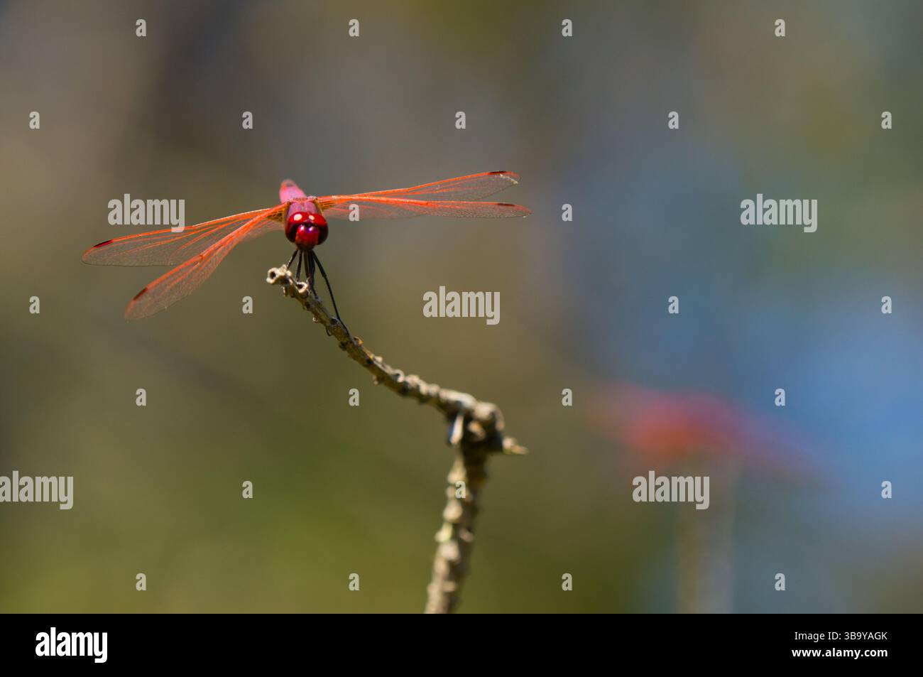 Macro photography of a dragonfly in its habitat showing the textures ...