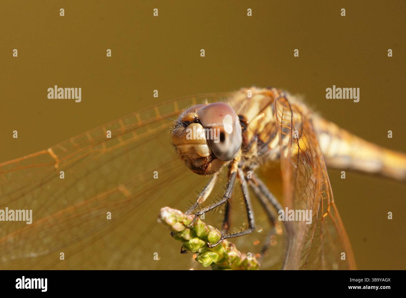 Macro photography of a dragonfly in its habitat showing the textures ...