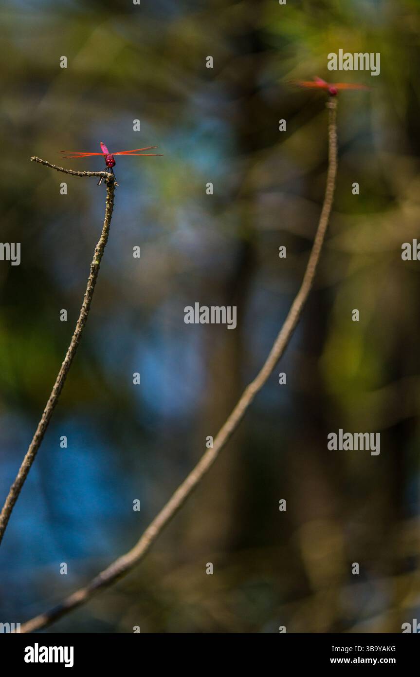 Macro photography of a dragonfly in its habitat showing the textures ...