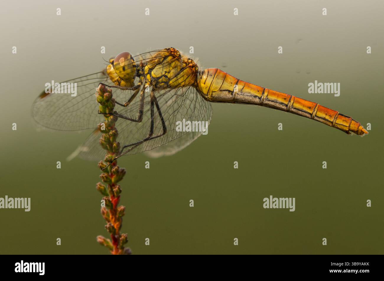 Macro photography of a dragonfly in its habitat showing the textures ...