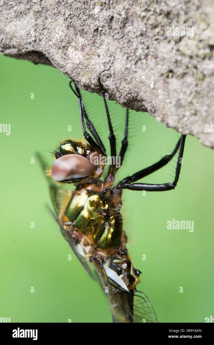 Macro photography of a dragonfly in its habitat showing the textures ...