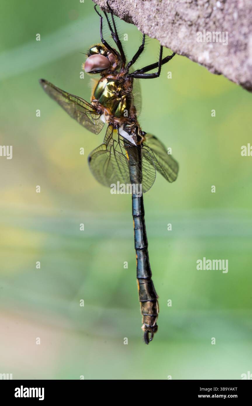 Macro photography of a dragonfly in its habitat showing the textures ...