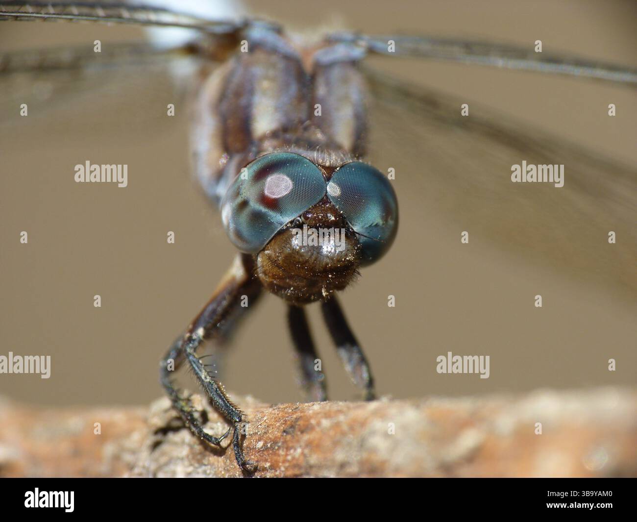 Macro photography of a dragonfly in its habitat showing the textures ...