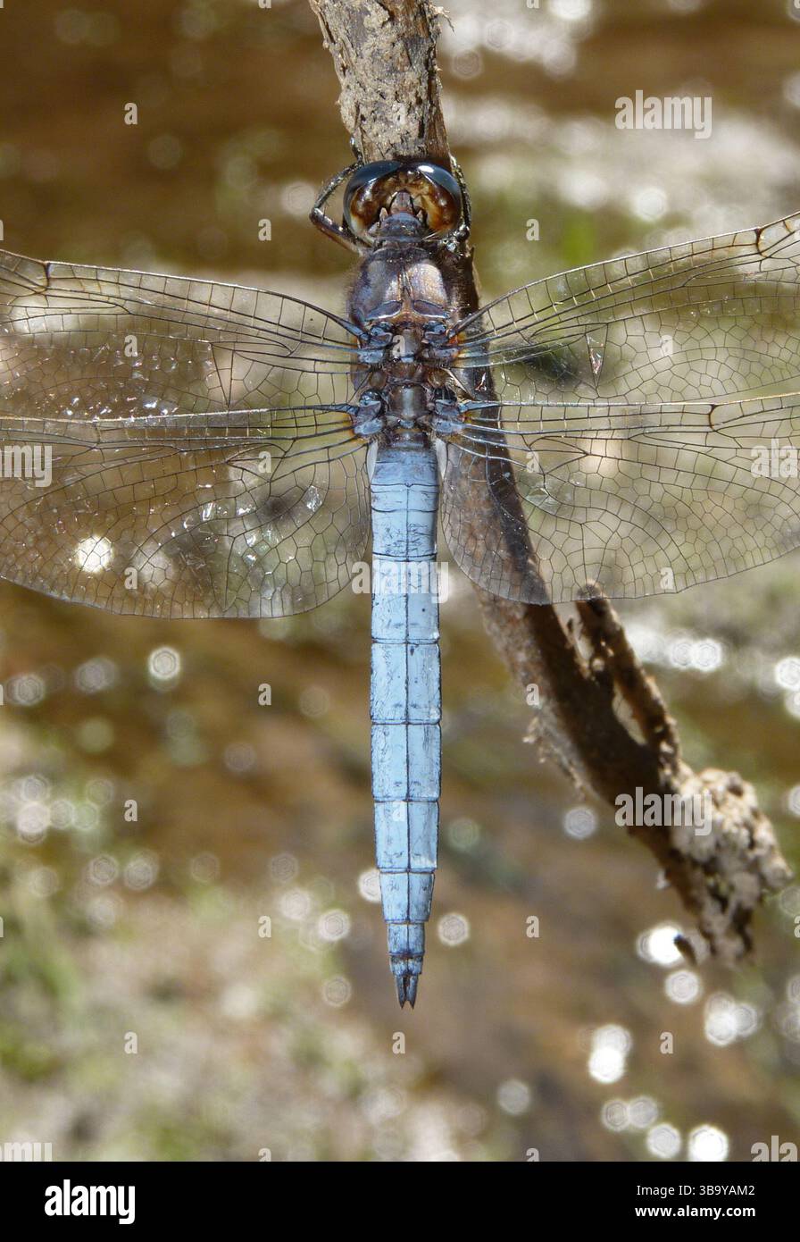 Macro photography of a dragonfly in its habitat showing the textures ...