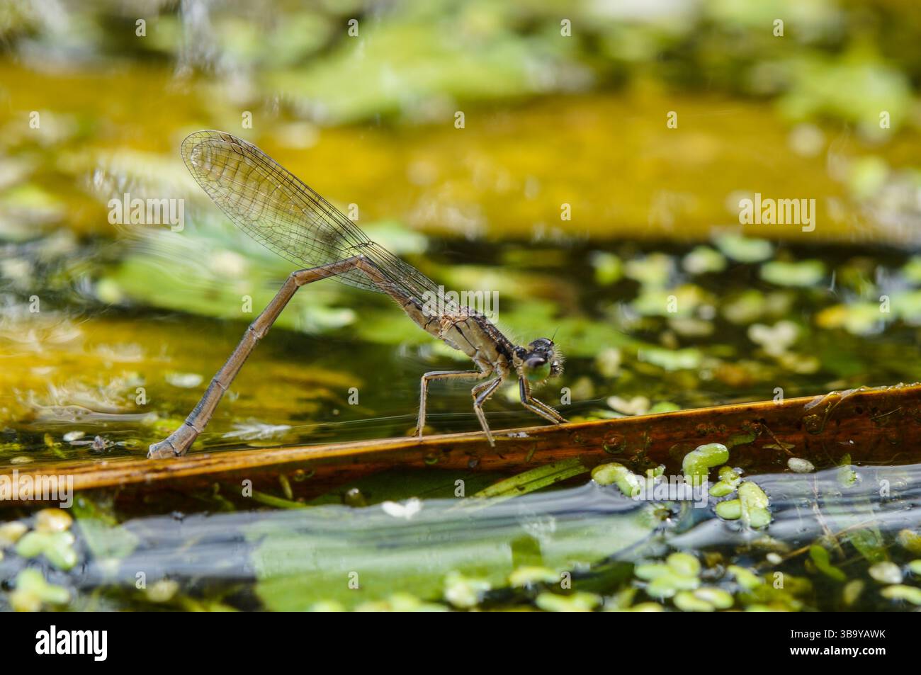 Macro photography of a dragonfly in its habitat showing the textures ...