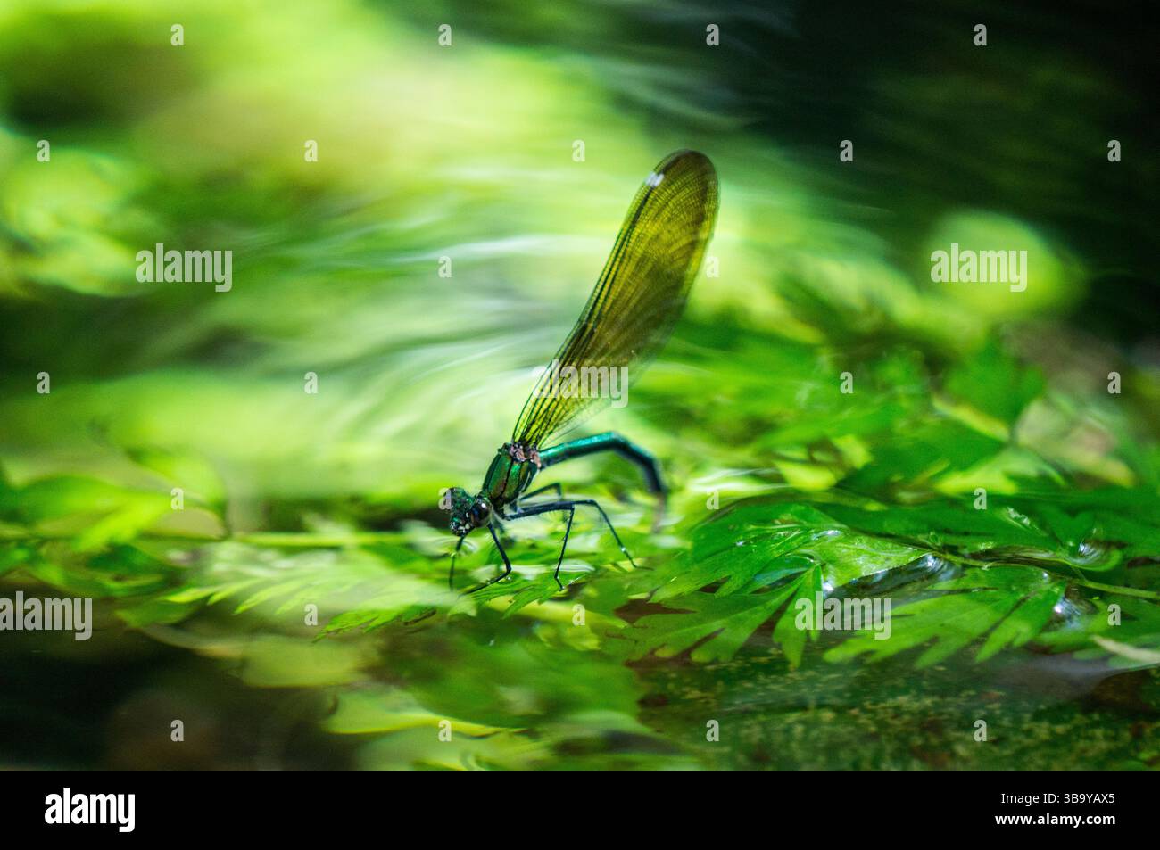 Macro photography of a dragonfly in its habitat showing the textures ...