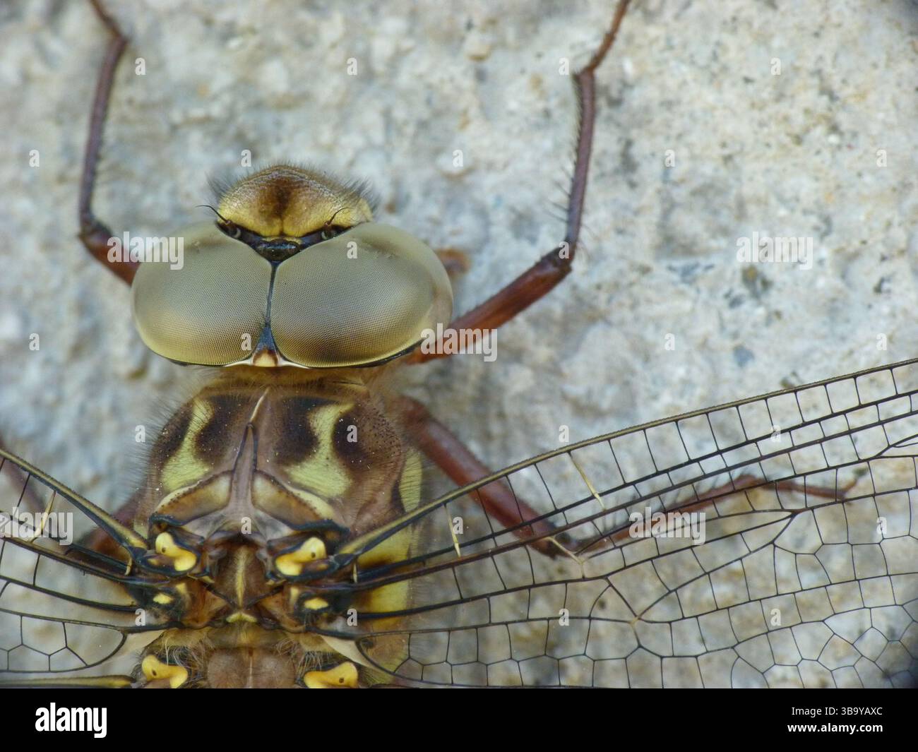 Macro photography of a dragonfly in its habitat showing the textures ...