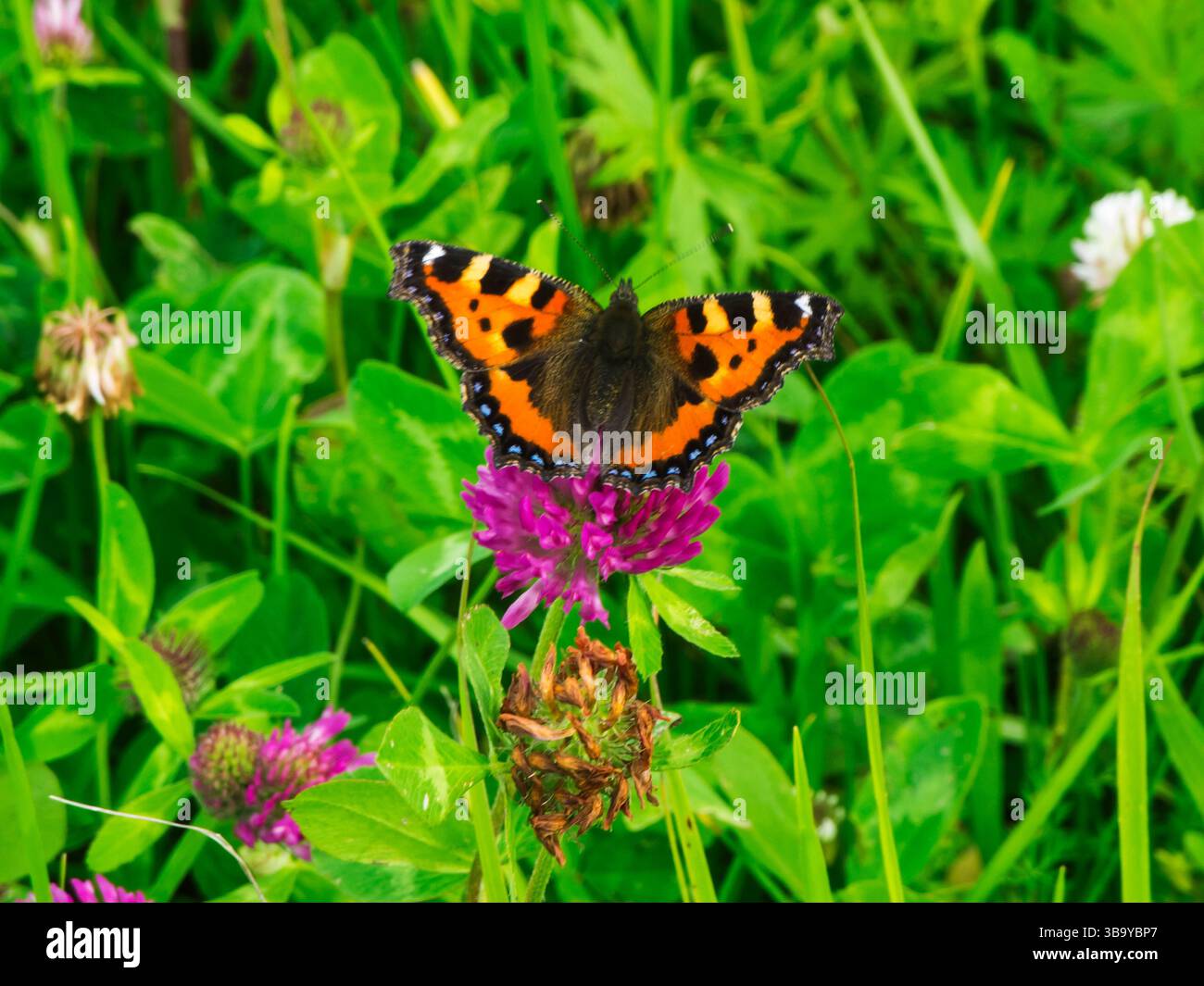 Full body view of a small tortoiseshell butterfly (lat: Aglais urticae ...