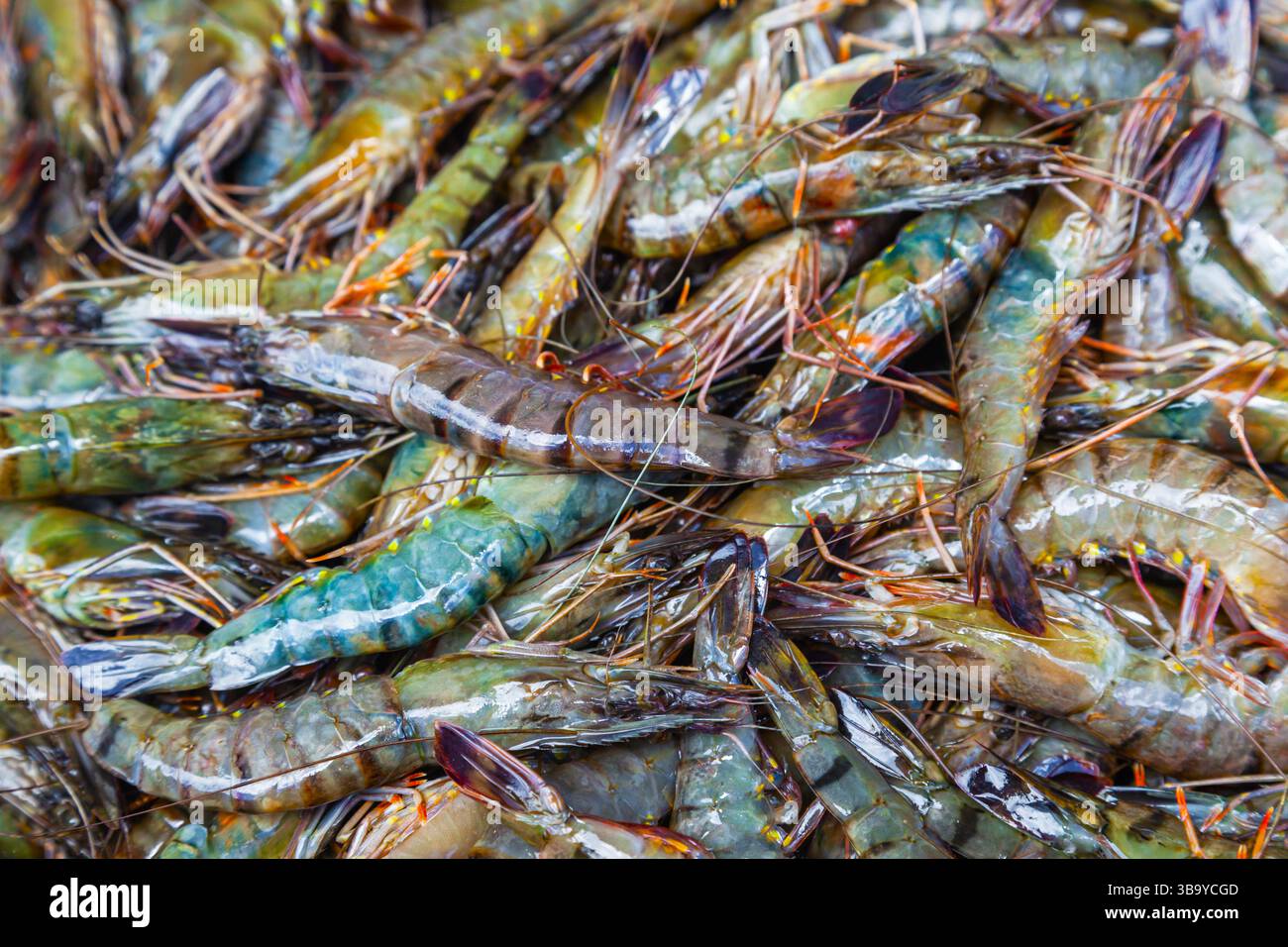 Many shrimp hi-res stock photography and images - Alamy