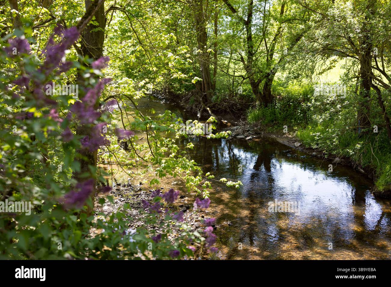 Dienstedt 10052025 - Der Fluss Ilm bei Dienstedt im Ilmkreis in ...