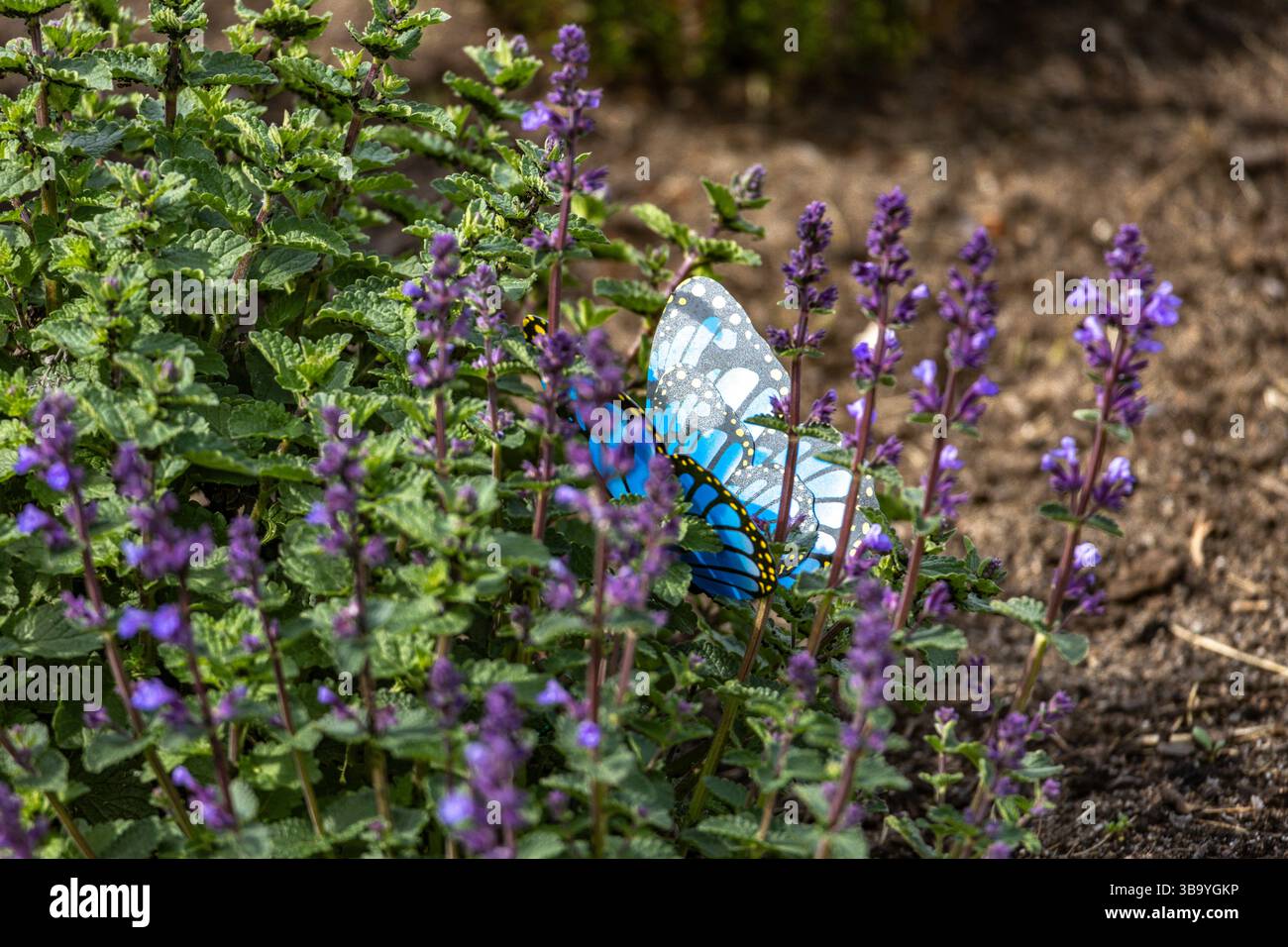 Whimsical arrangement of colorful butterflies hi-res stock photography ...