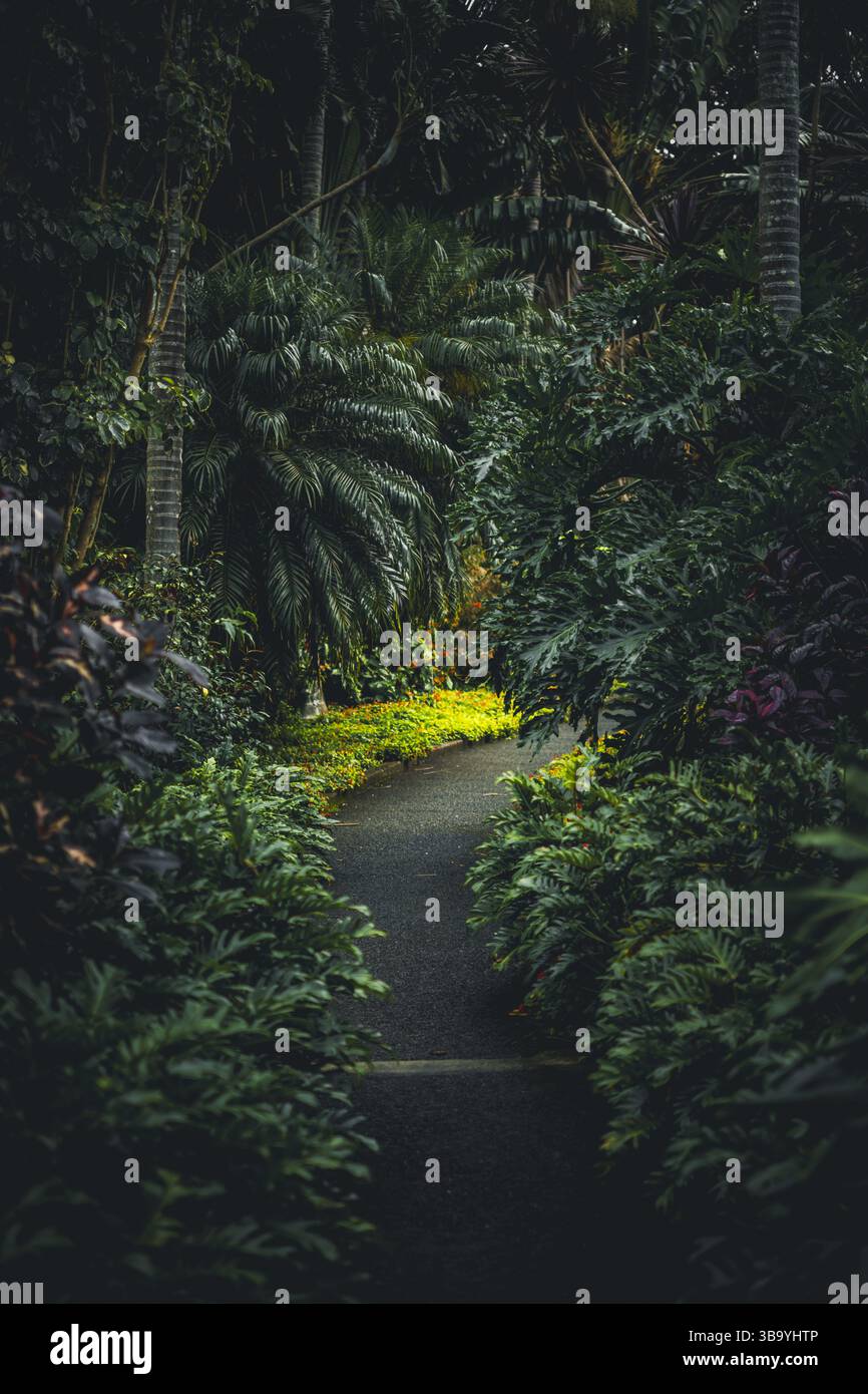 A winding garden path glows with filtered sunlight Stock Photo - Alamy