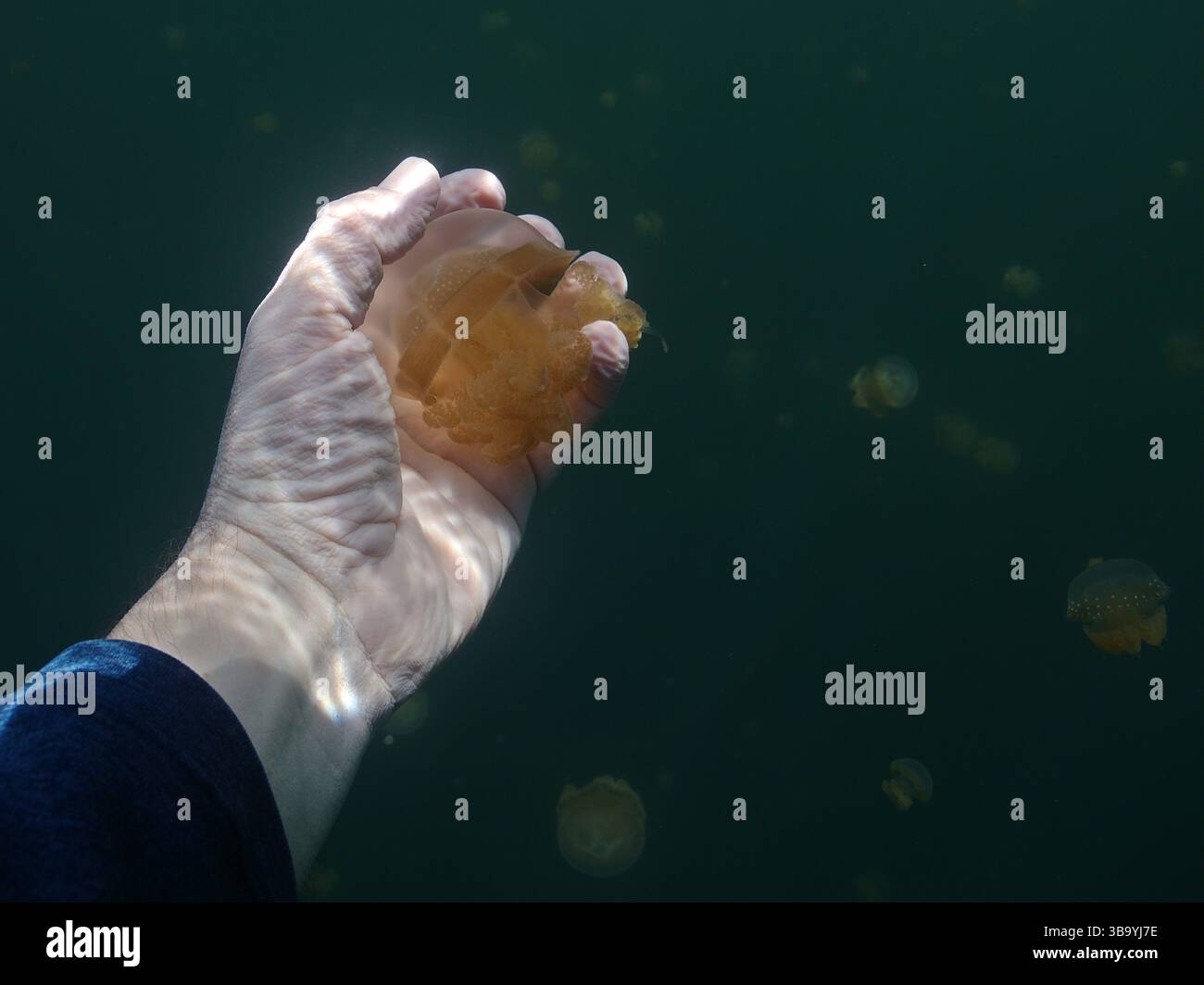 Stingless Jellyfish in hand, Misool, Raja Ampat, Indonesia Stock Photo ...