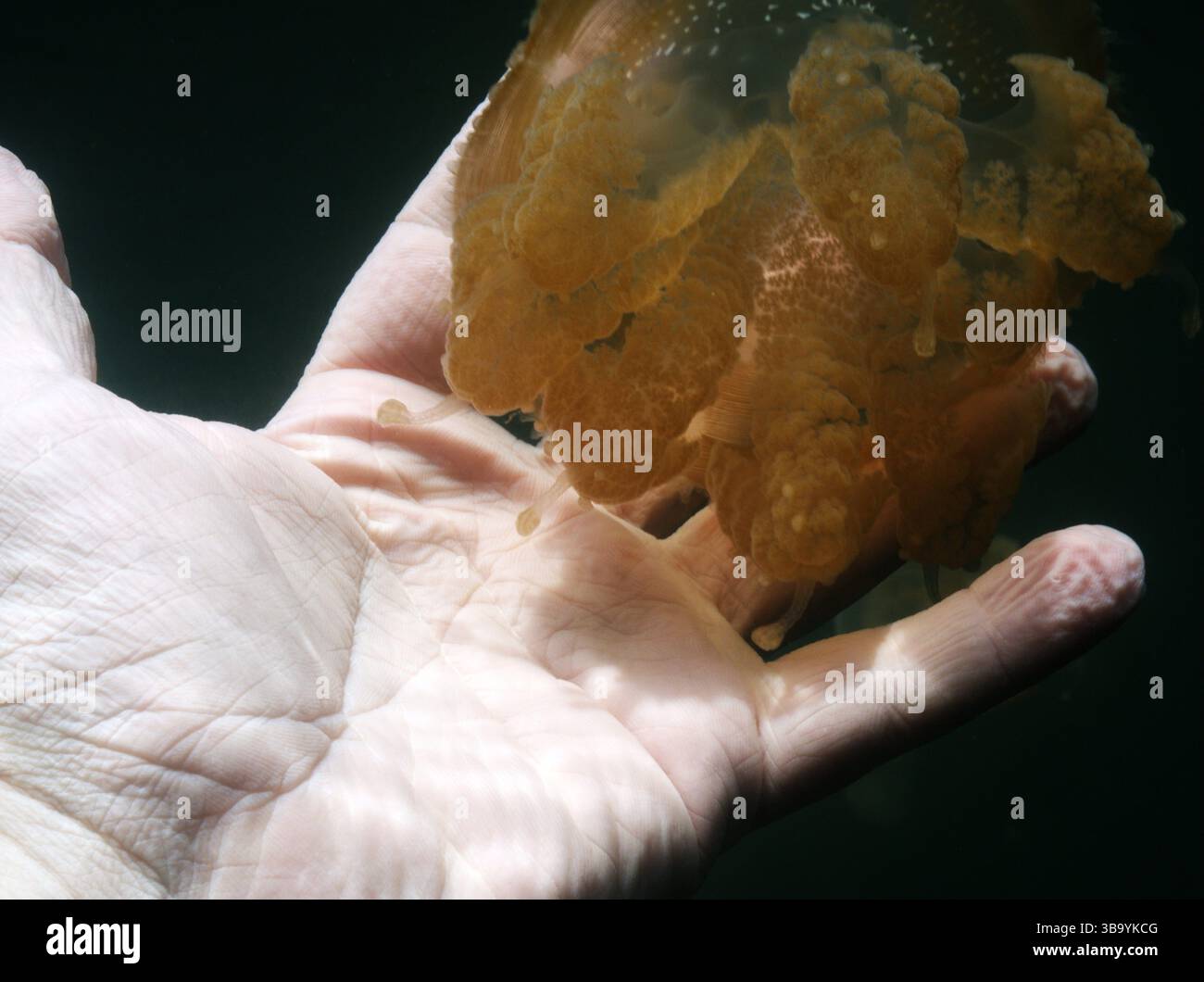 Stingless Jellyfish in hand, Misool, Raja Ampat, Indonesia Stock Photo ...
