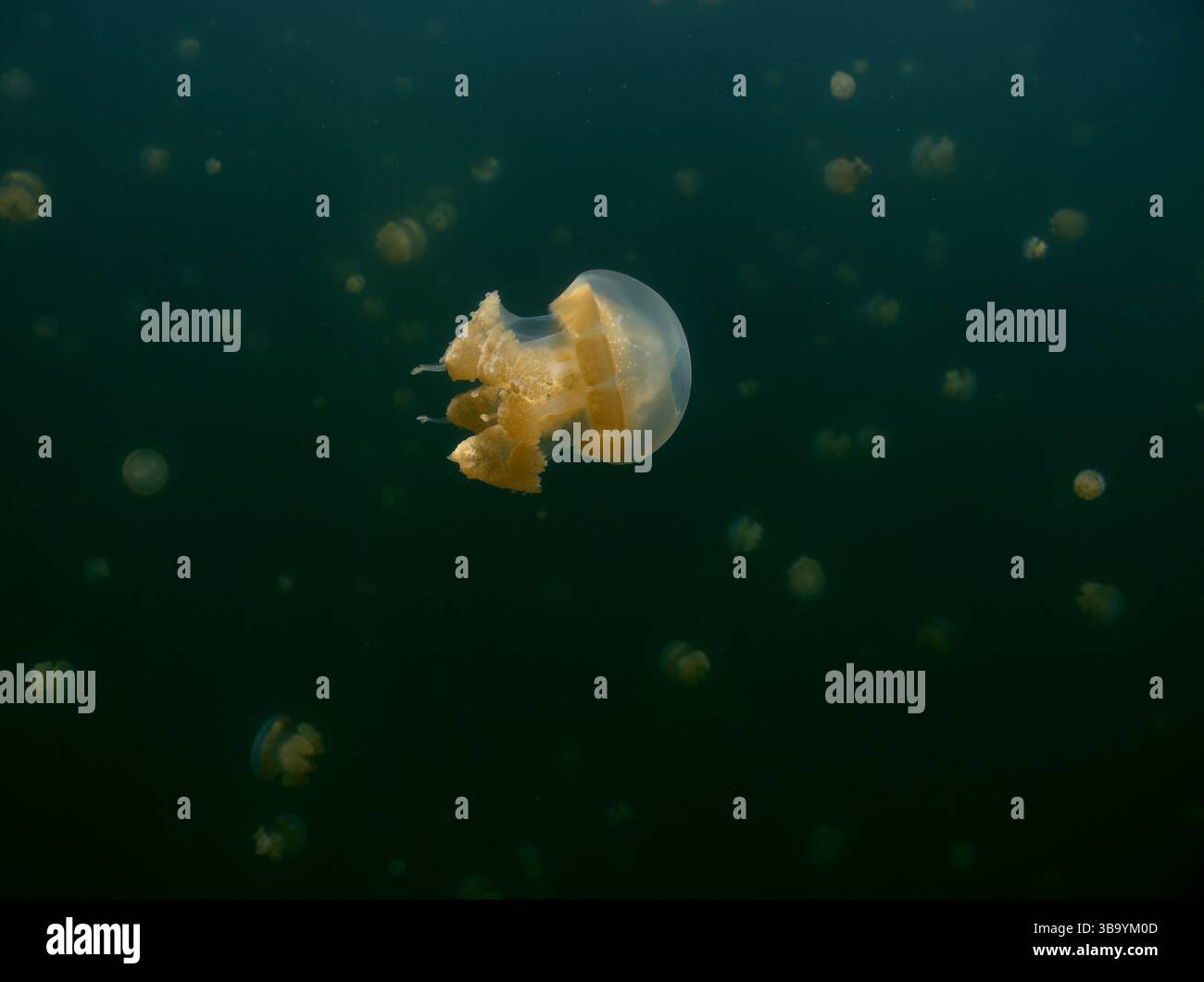 Stingless Jellyfish Lake, Misool, Raja Ampat, West Papua, Indonesia ...