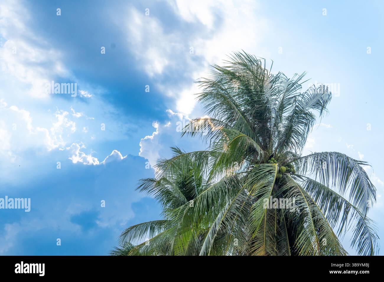 A low-angle shot captures a coconut palm tree against a bright blue sky ...