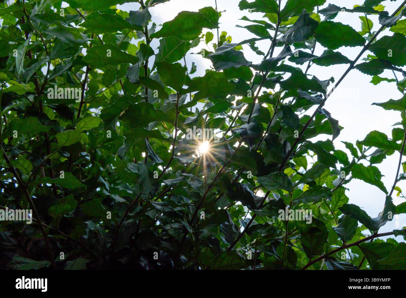 A low-angle shot captures sunlight streaming through the dense green ...