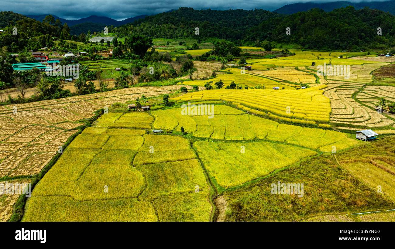 A view from above of golden-yellow rice fields planted in terraced rows ...