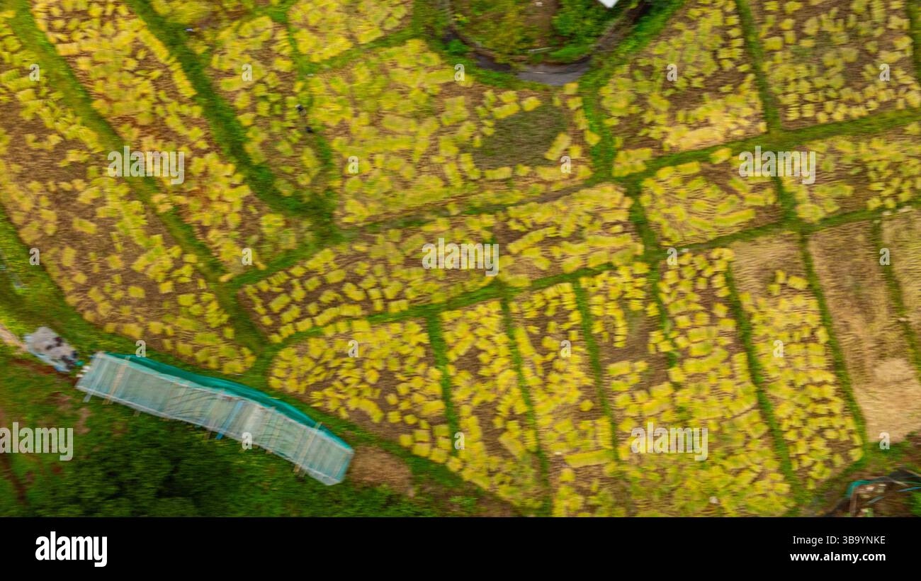 Aerial view Amazing beauty in the hill tribe village.The bridge snaking through the rice fields ...