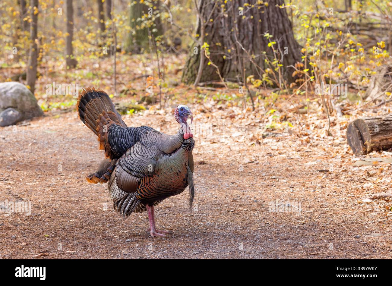 Eastern male Wild Turkey tom (Meleagris gallopavo) strutting with tail ...