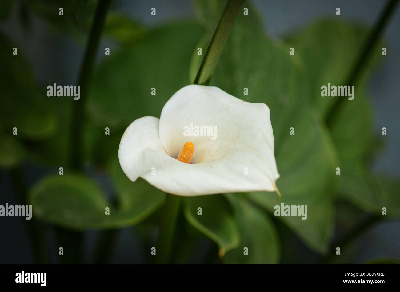 Beauty white calla lily hi-res stock photography and images - Alamy