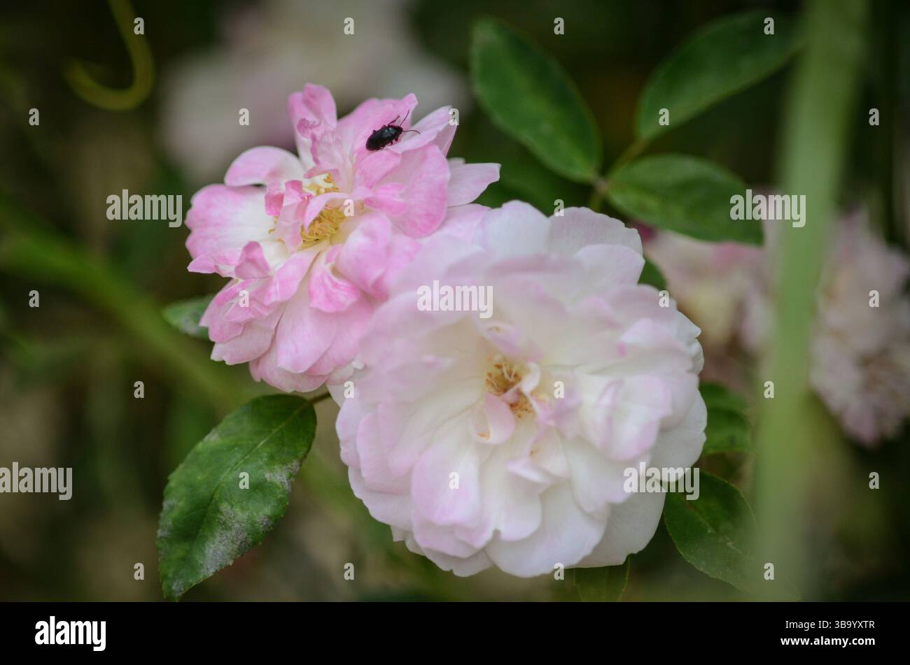 baby pink flower of a climbing rose bush Stock Photo - Alamy