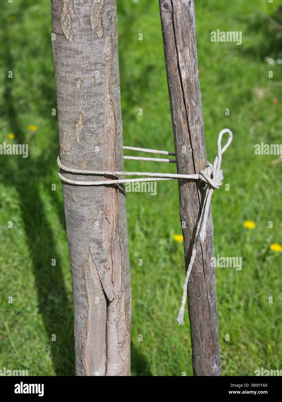 Trees sapling tied to support close up Stock Photo - Alamy