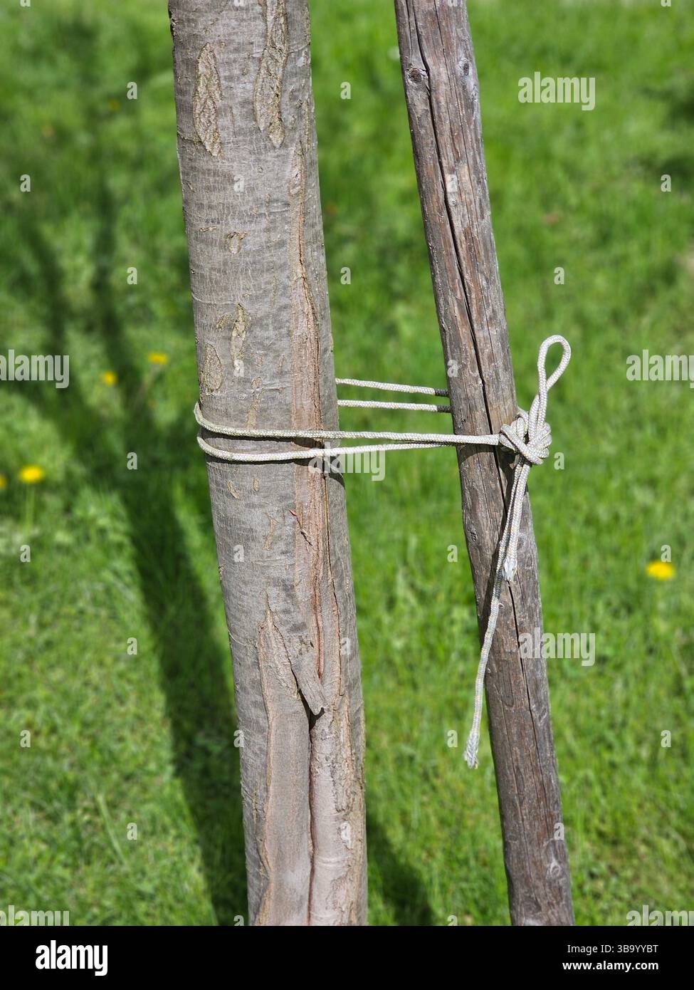 Trees sapling tied to support close up Stock Photo - Alamy