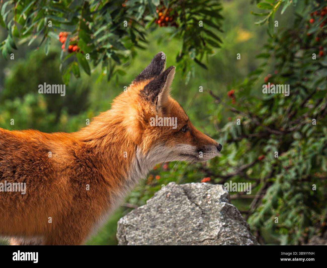 Side view of a fox looking right, with a rowan tree above and a stone ...