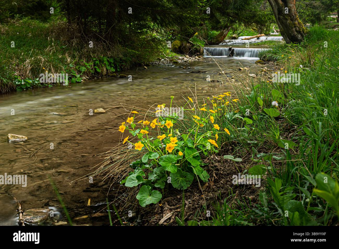 Streamside marsh flora hi-res stock photography and images - Alamy