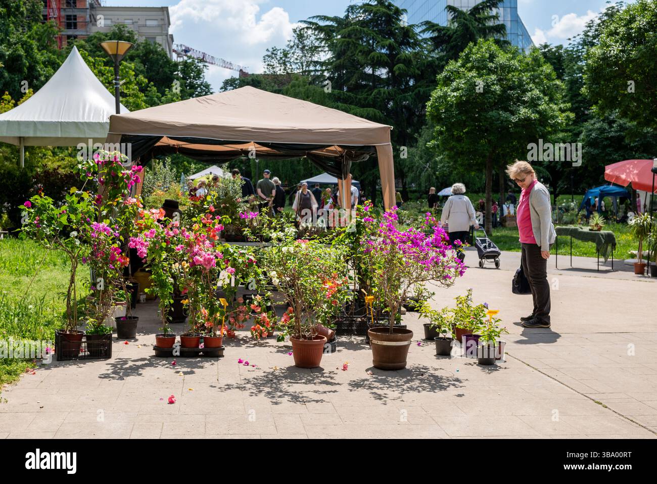Spring flower market in Manjez park in downtown Belgrade, Serbia on 11 ...